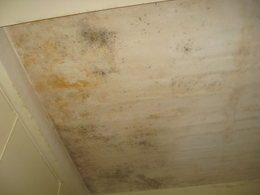 Fungal Growth – Torginol Paints Inc.